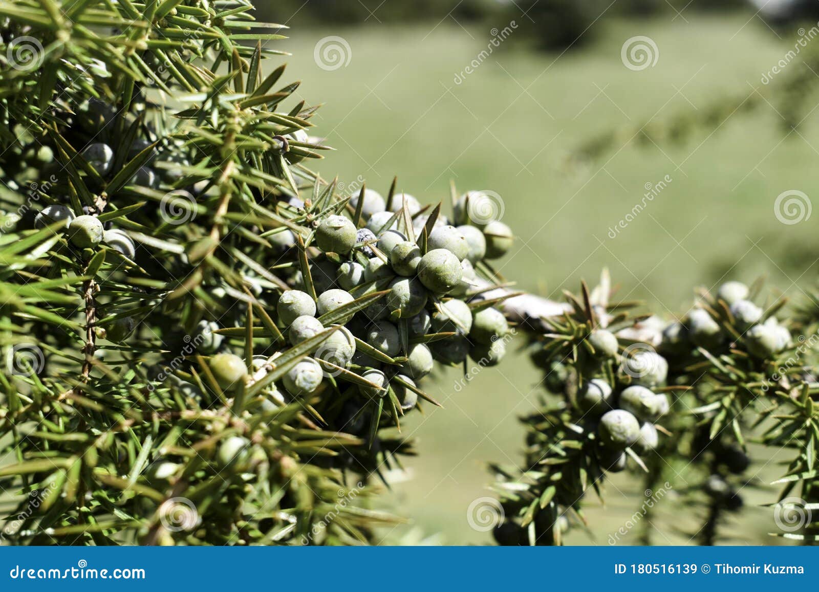 The common juniper cones stock image. Image of green - 180516139