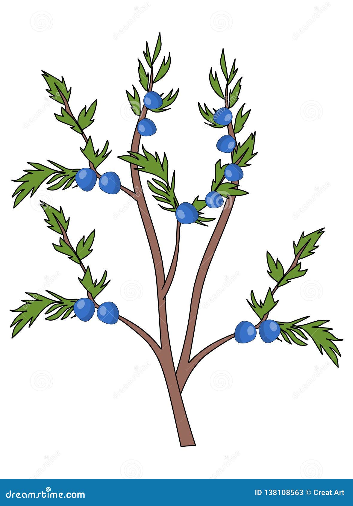 Common Juniper Illustration, Drawing, Engraving, Ink, Line Art, Vector ...