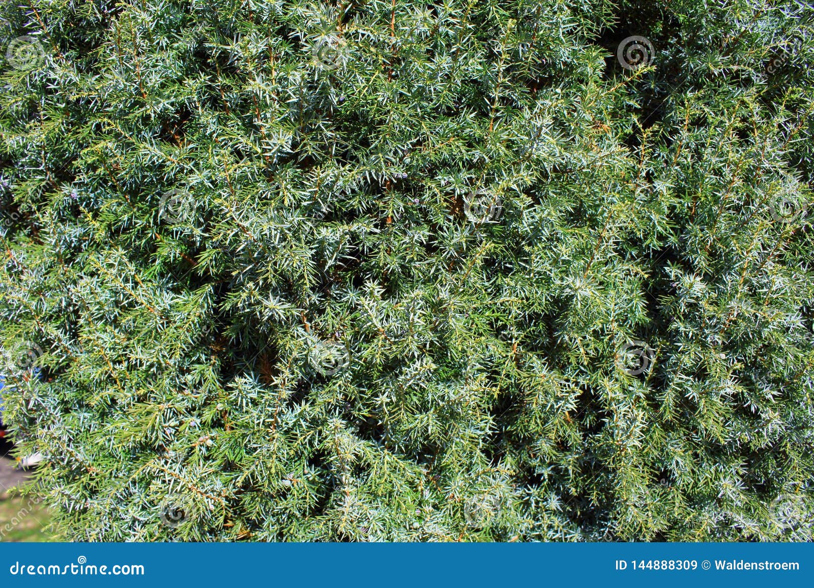 Common Juniper Juniperus Communis Background Texture Stock Image ...