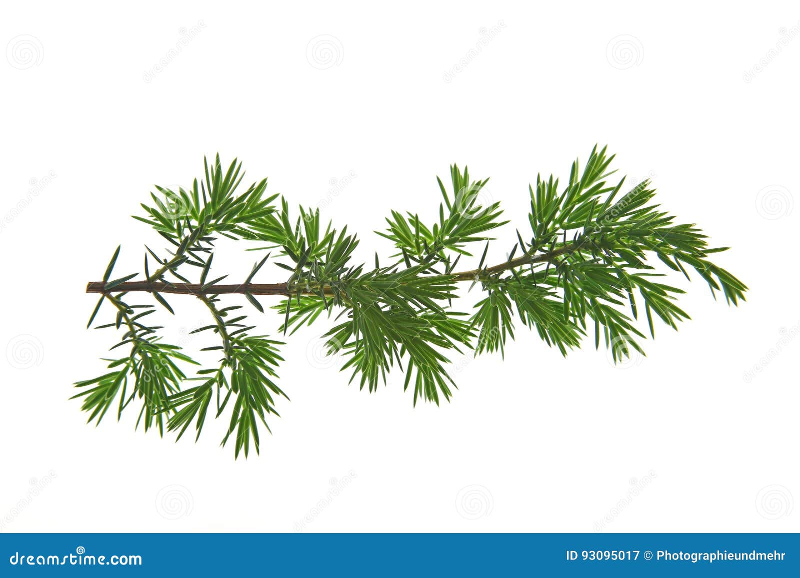 Common Juniper Juniperus Communis Stock Image - Image of juniper ...