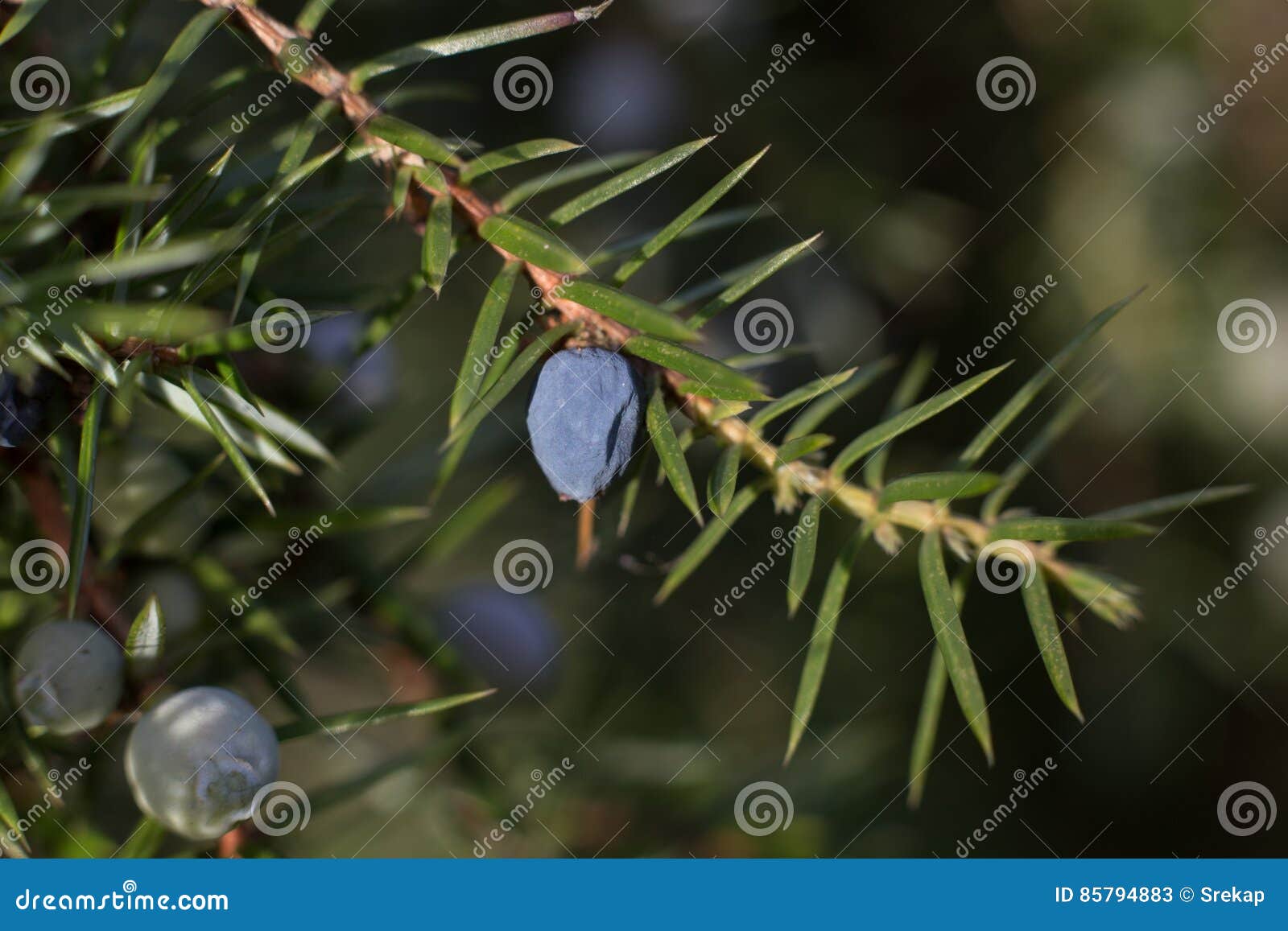 Common Juniper (Juniperus Communis). Royalty-Free Stock Image ...