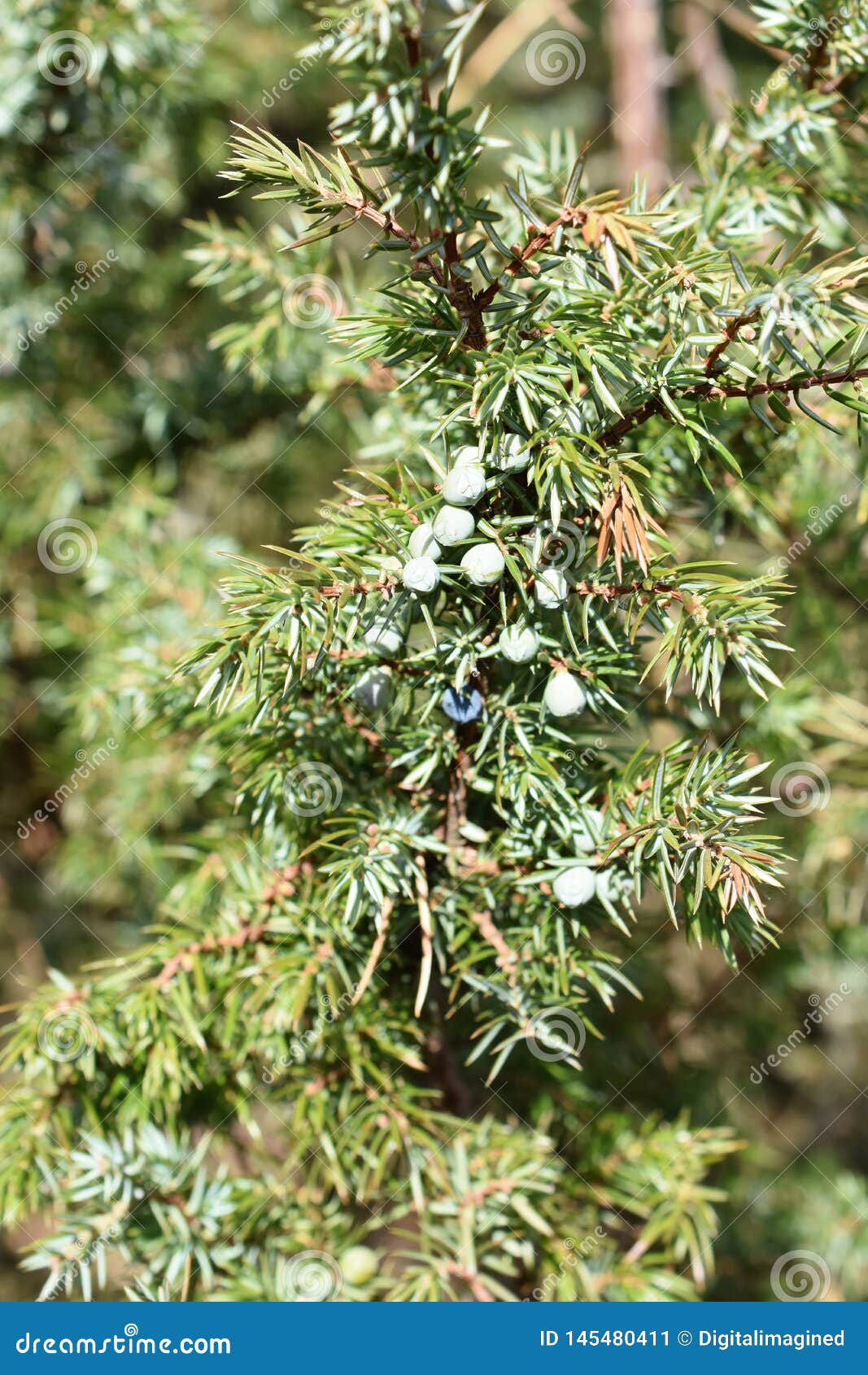Common Juniper Juniperus Communis with Cones Stock Image - Image of ...
