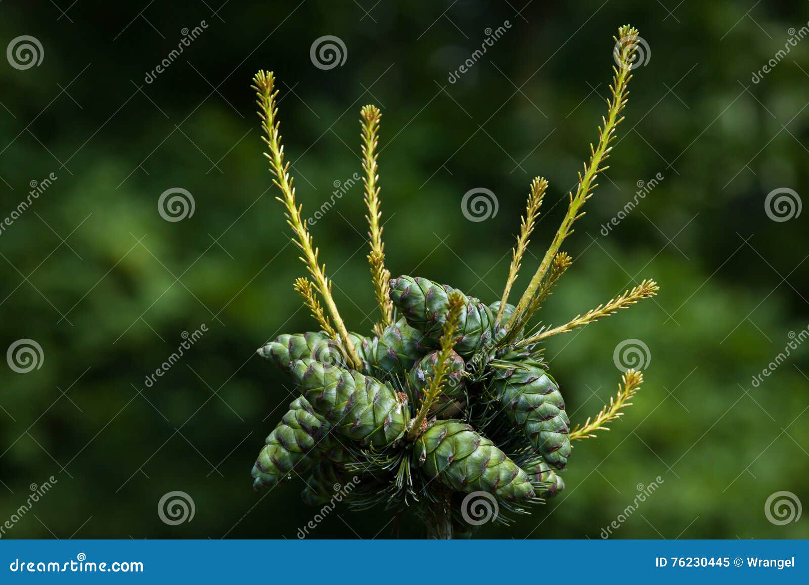 Common Juniper (Juniperus Communis). Stock Image - Image of nature ...