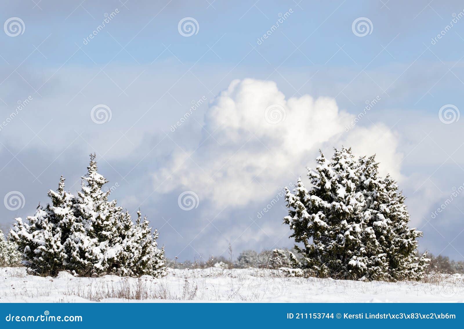 Common Juniper, Juniperus Communis Covered with Fresh Snow Stock Photo ...