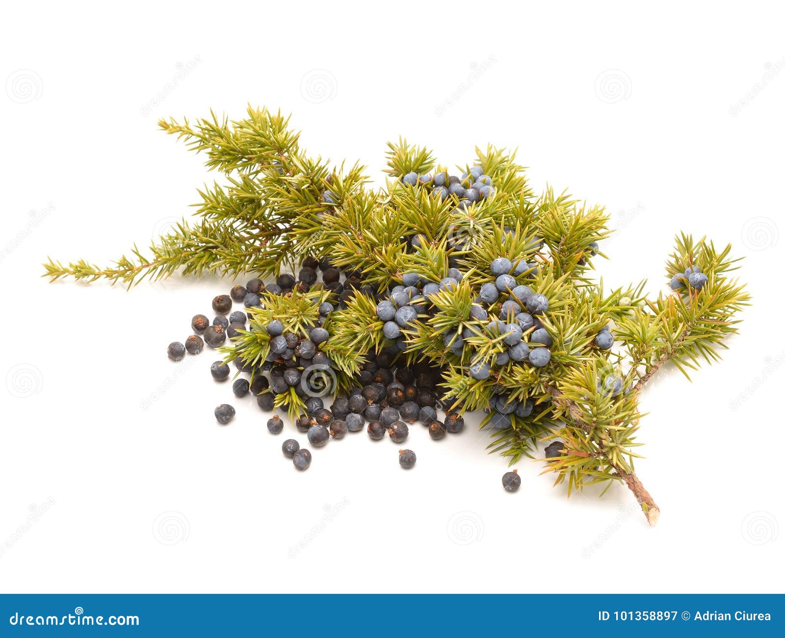 Common Juniper Juniperus Communis Fruits Stock Image - Image of common ...