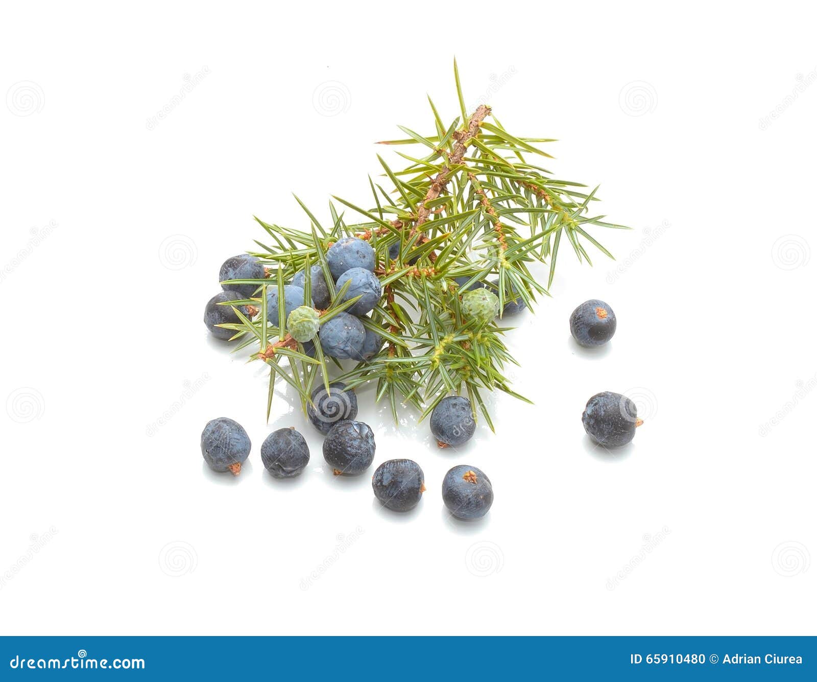 Common Juniper (Juniperus Communis) Fruits Stock Photo - Image of ...