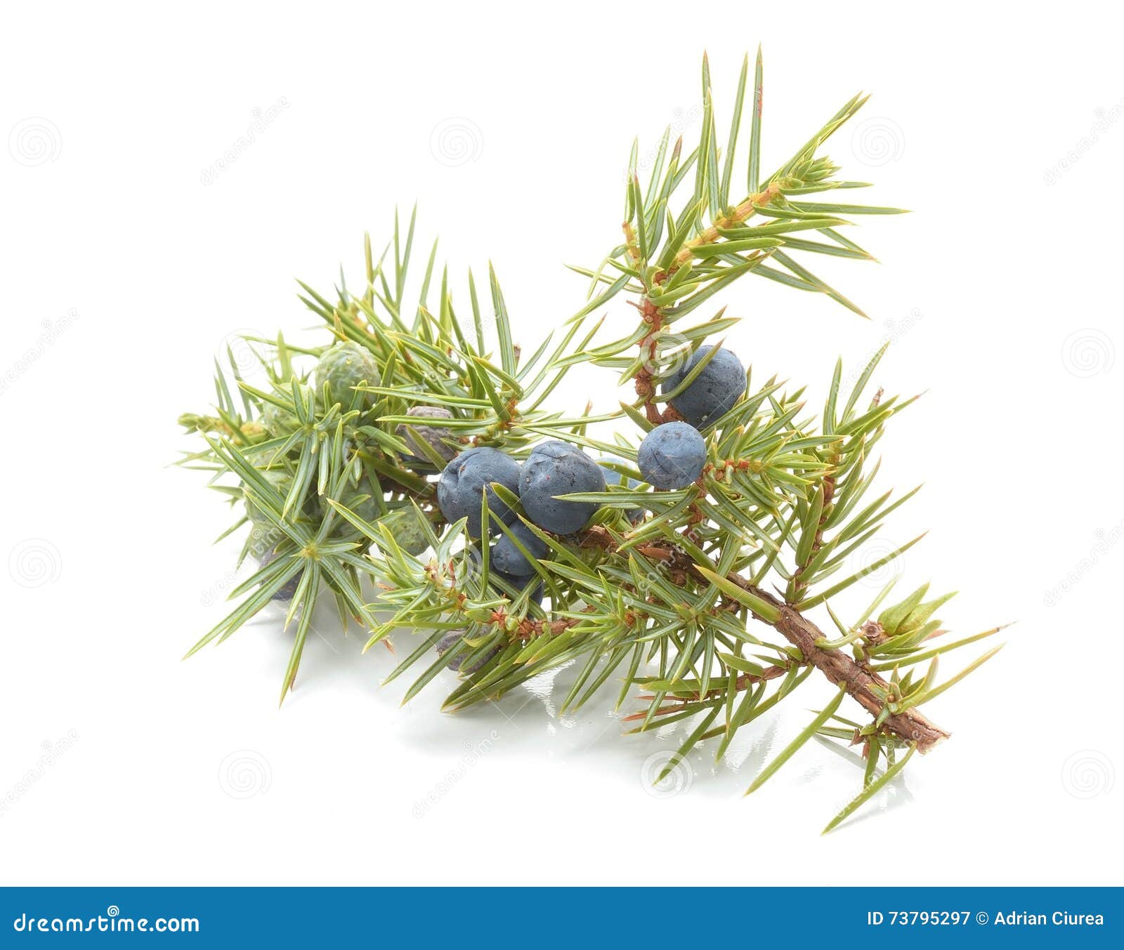 Common Juniper (Juniperus Communis). Royalty-Free Stock Image ...