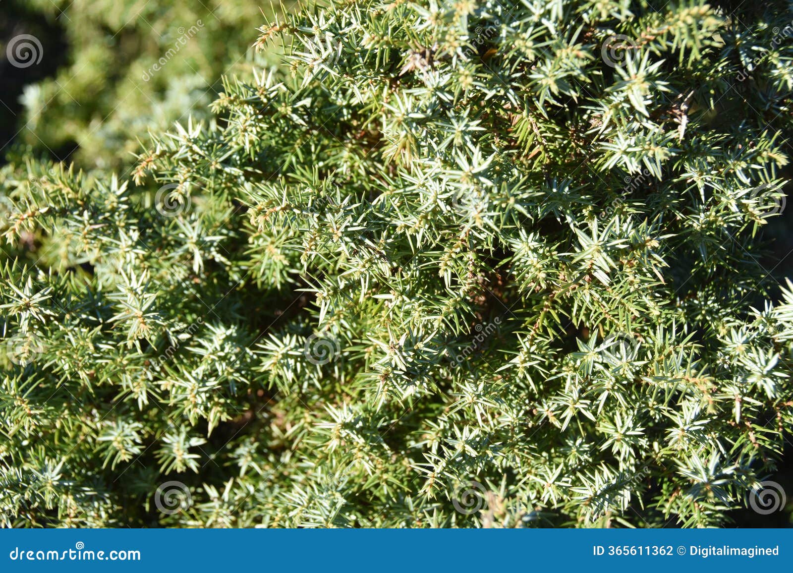Common Juniper, Juniperus Communis Twig Isolated On White Background ...