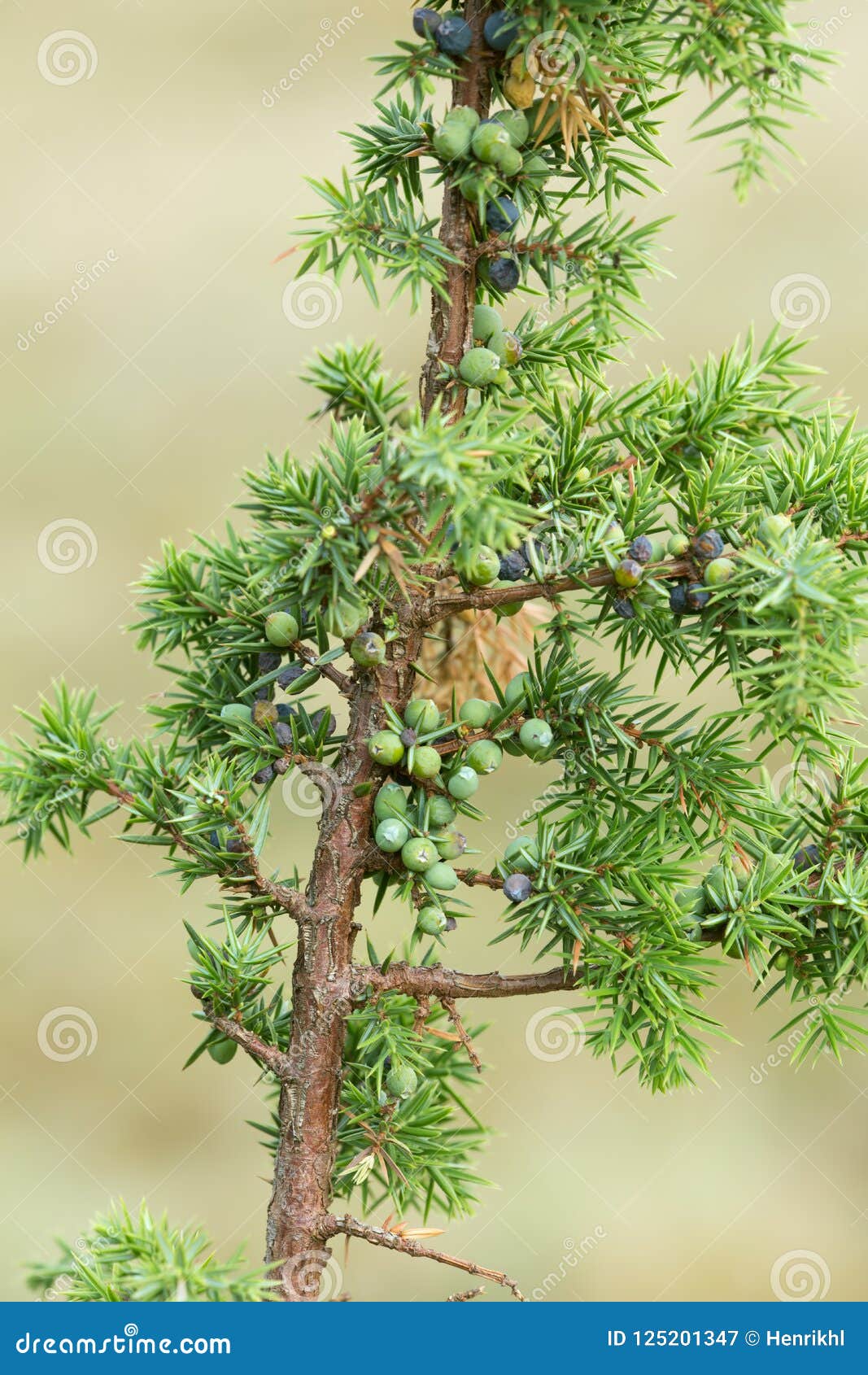 Common Juniper, Juniperus Communis Twig with Berries Stock Image ...