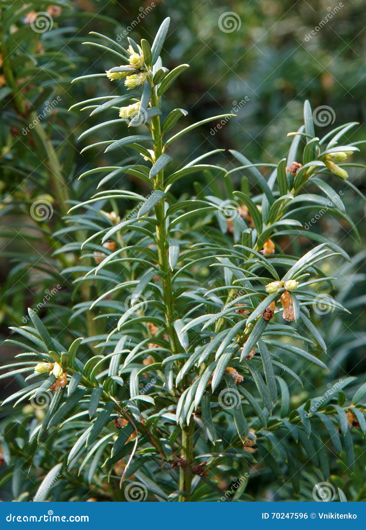 Common Juniper Needle Leaves Stock Photo - Image of tree, coniferous ...