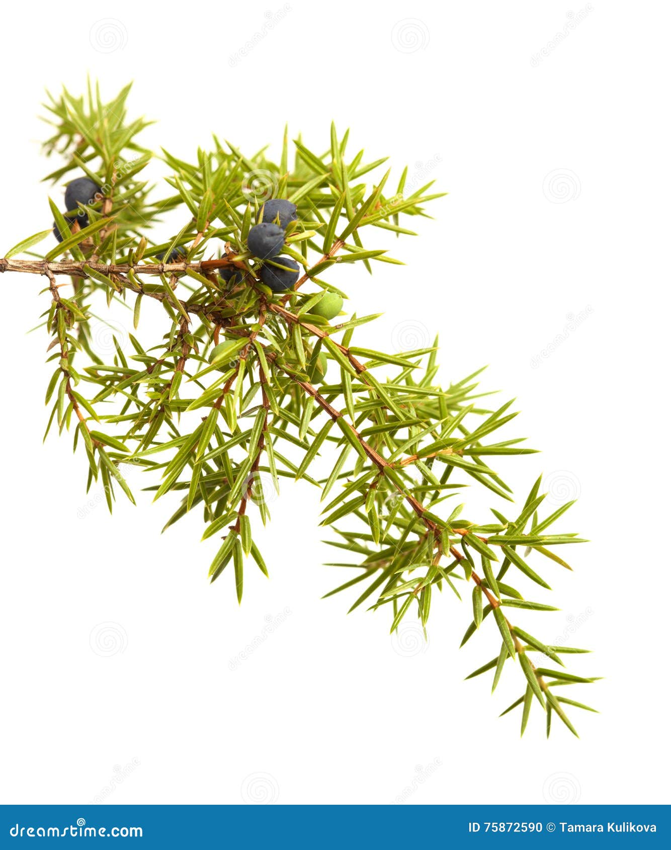 Juniper Twig With Berry Stock Photography | CartoonDealer.com #49364888