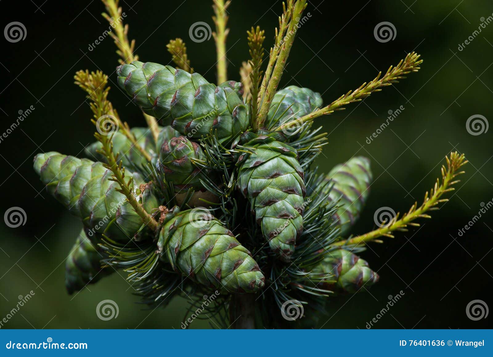 Common Juniper (Juniperus Communis) Stock Photo | CartoonDealer.com ...