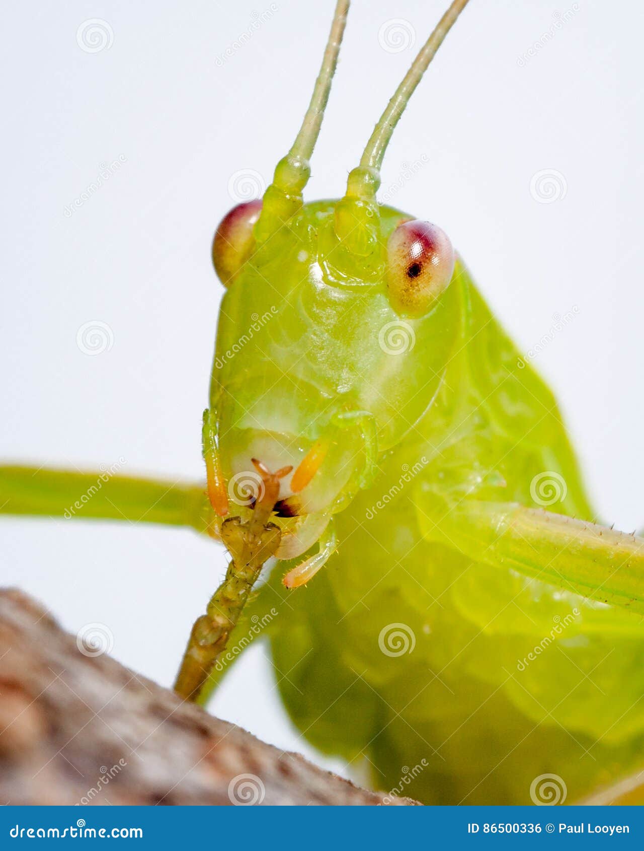 Common katydid stock photo. Image of invertebrate, environment - 86500336