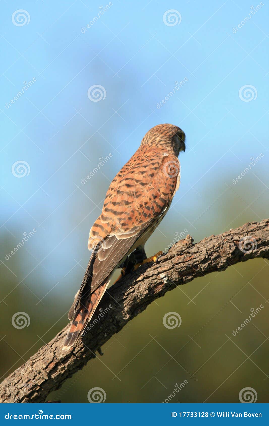 Common kestrel stock photo. Image of hunter, creature - 17733128