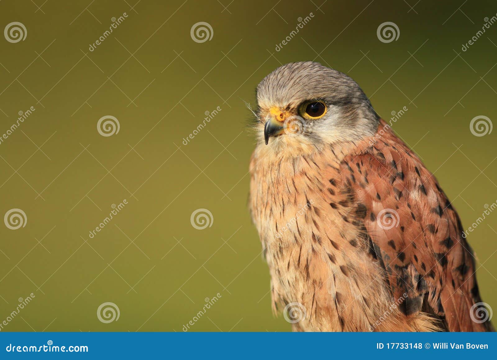 Common kestrel stock photo. Image of head, falco, claws - 17733148