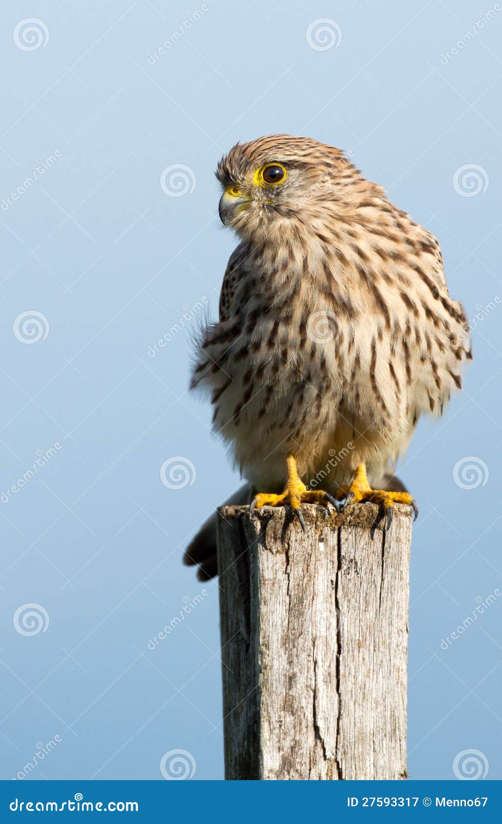 Common Kestrel stock image. Image of colorful, avian - 27593317
