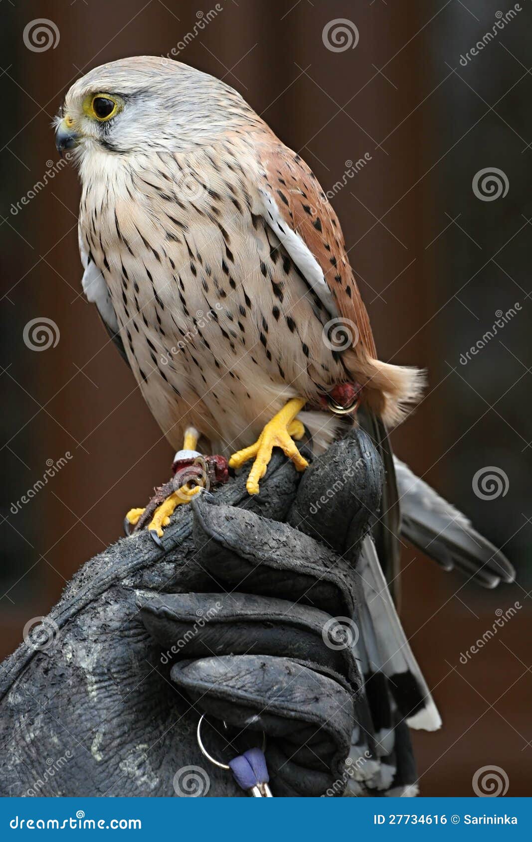 Common kestrel stock photo. Image of aviary, kestrel - 27734616