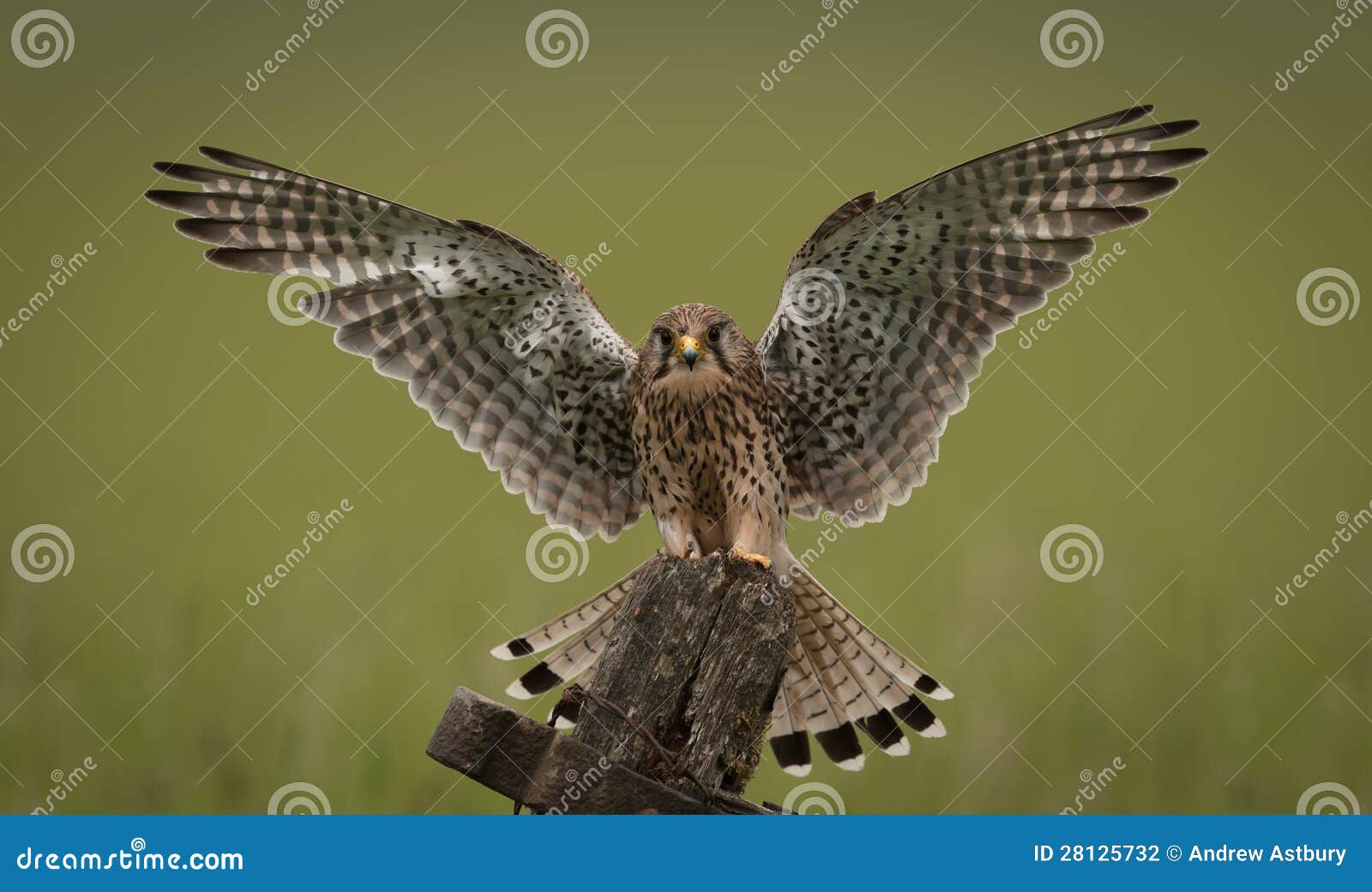 Common Kestrel stock photo. Image of plumage, landing - 28125732