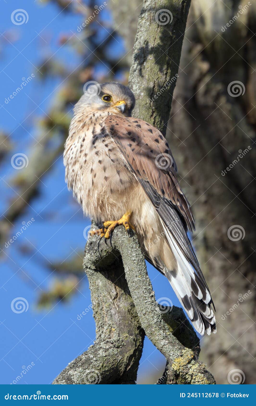 Common Kestrel Bird of Prey in Springtime Stock Photo - Image of avian ...