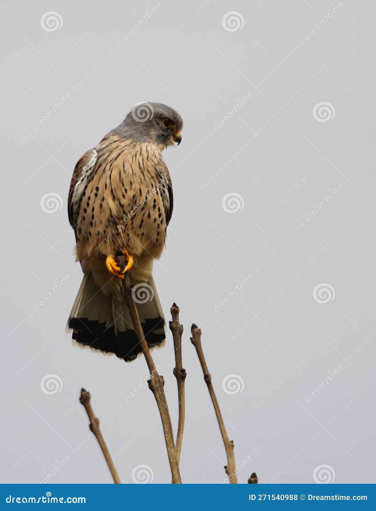Common Kestrel on a Branch Close Looking Down Stock Photo - Image of ...