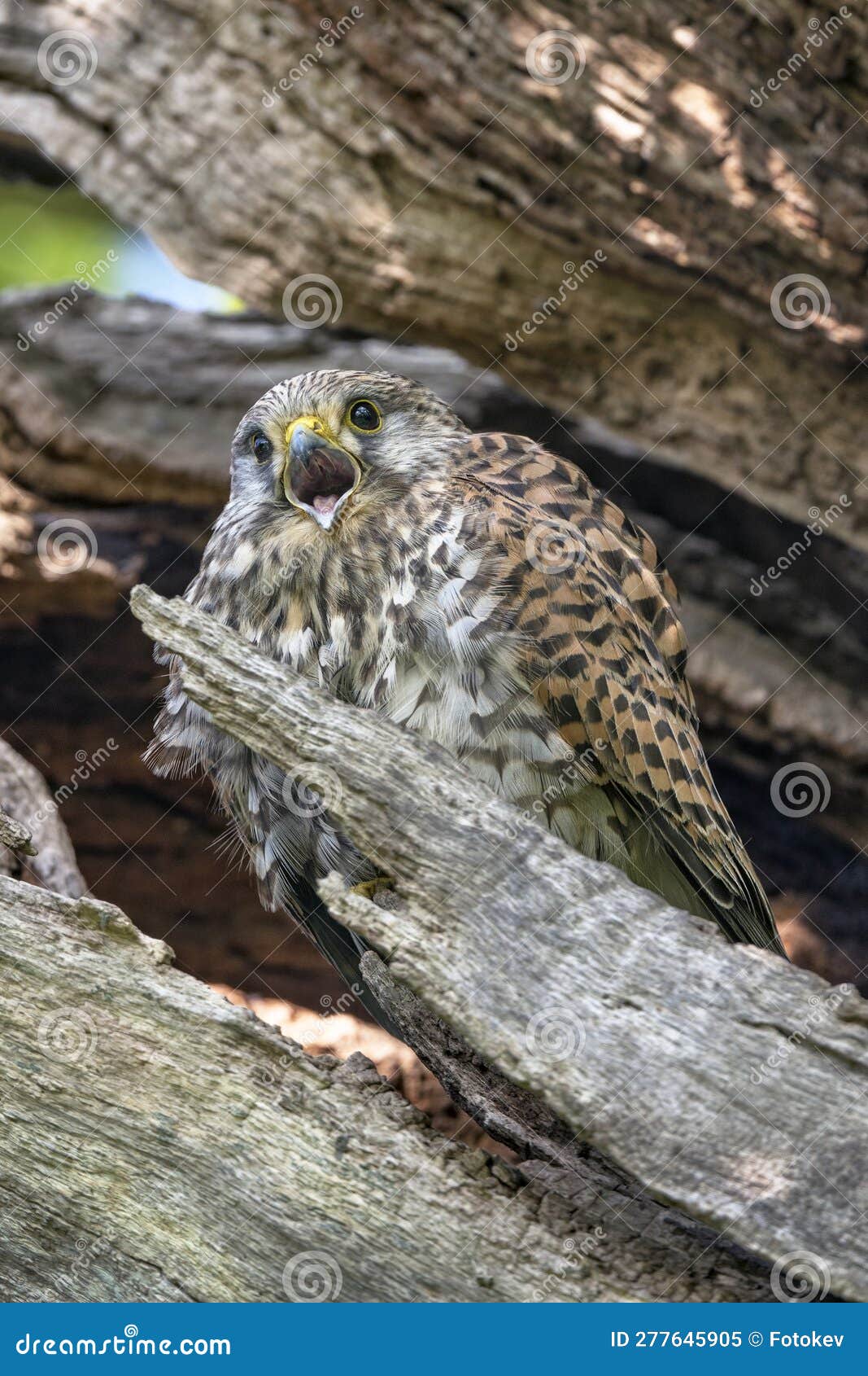 Common Kestrel Calling from Tree Nest Stock Image - Image of claws ...