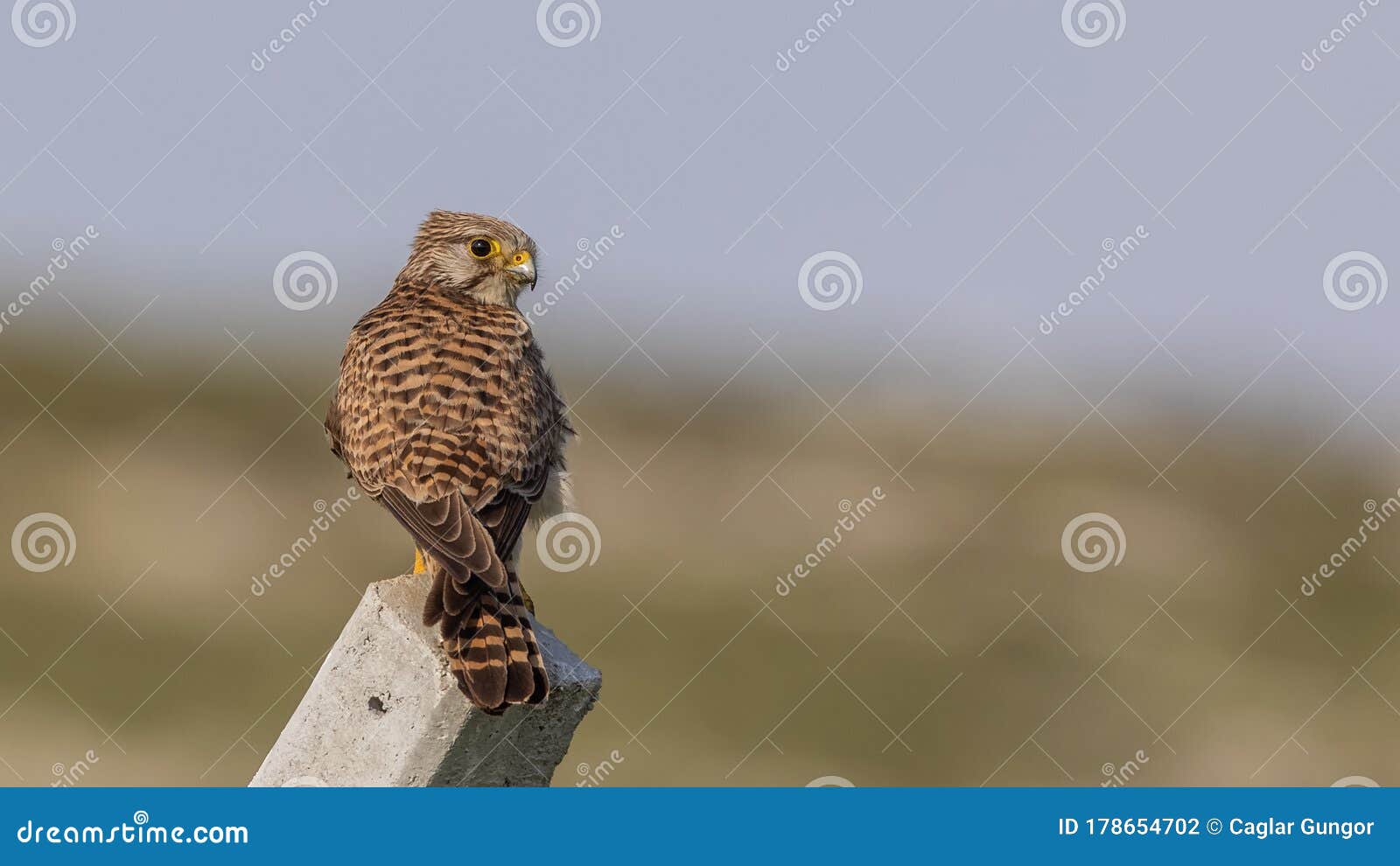 Common Kestrel on Concrete Post Stock Photo - Image of kestrel ...