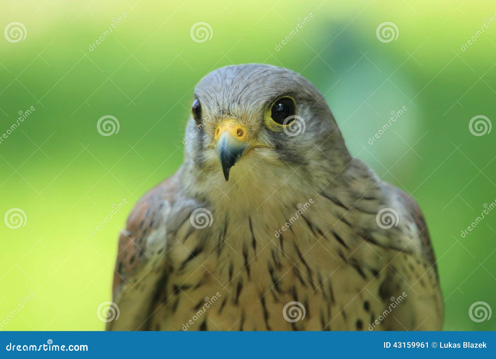 Common kestrel stock image. Image of bird, animal, tinnunculus - 43159961