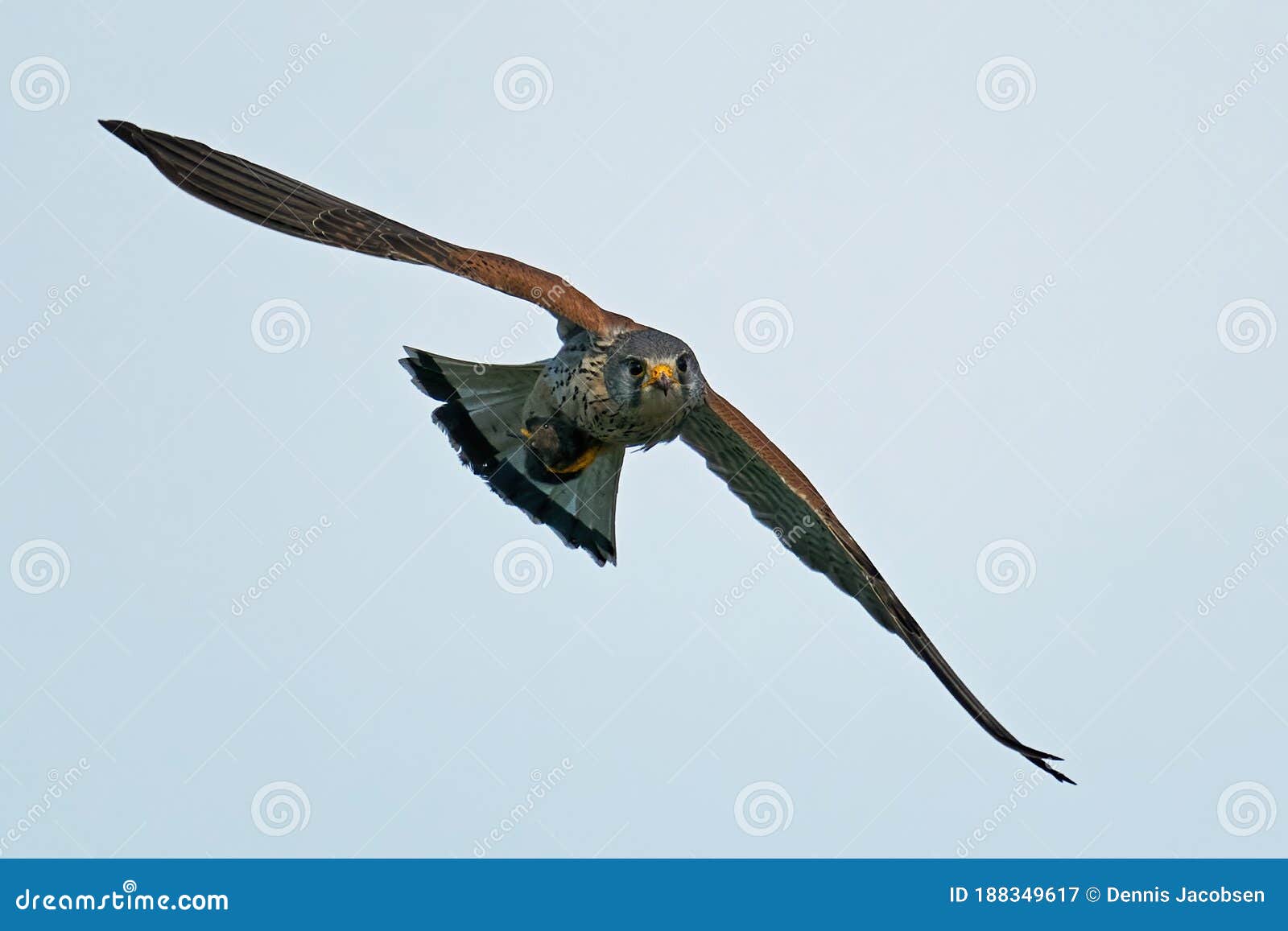 Common Kestrel Falco Tinnunculus Stock Image - Image of wild, claws ...