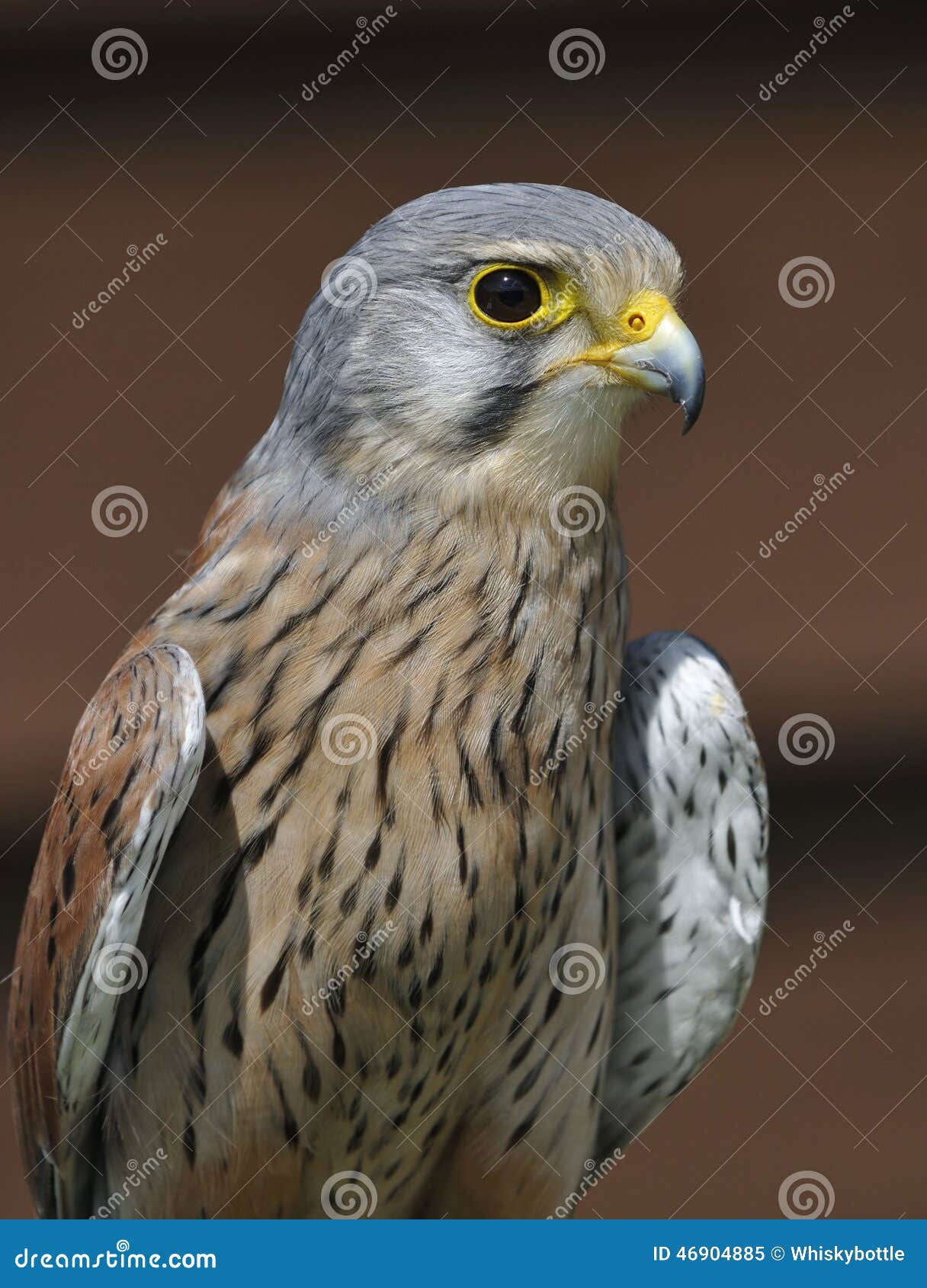 Common Kestrel stock image. Image of beak, vertical, falcon - 46904885