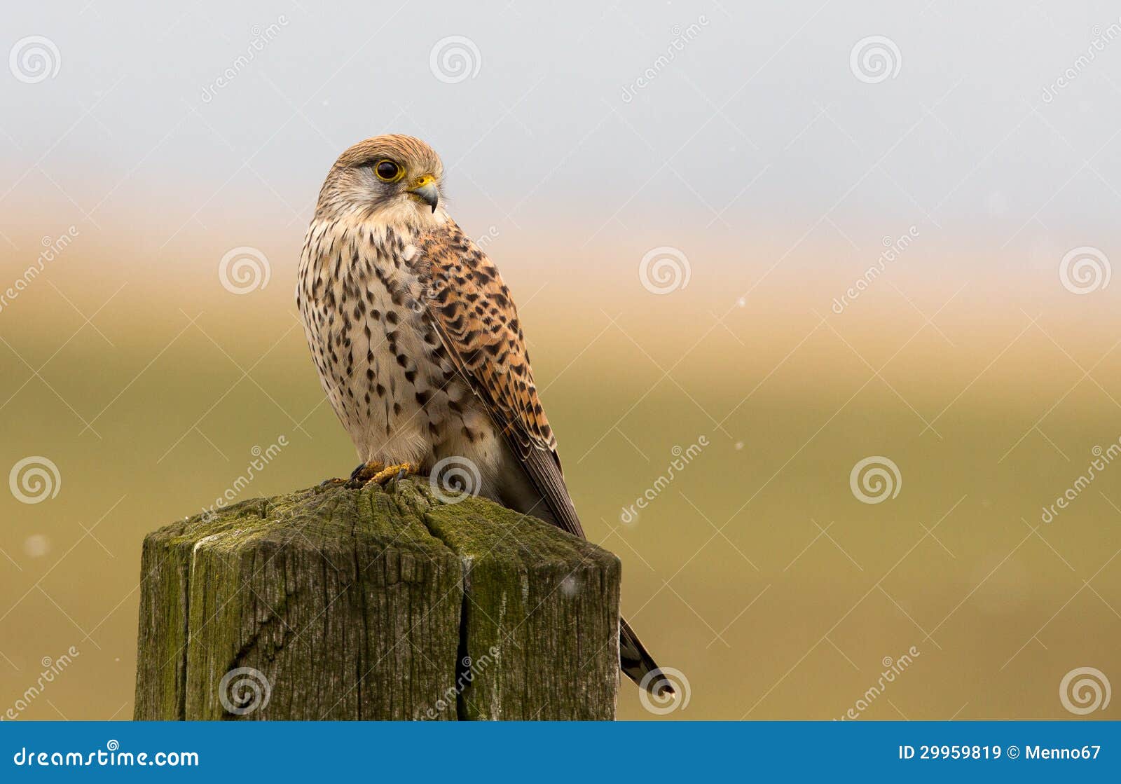 Common Kestrel stock image. Image of claws, migratory - 29959819