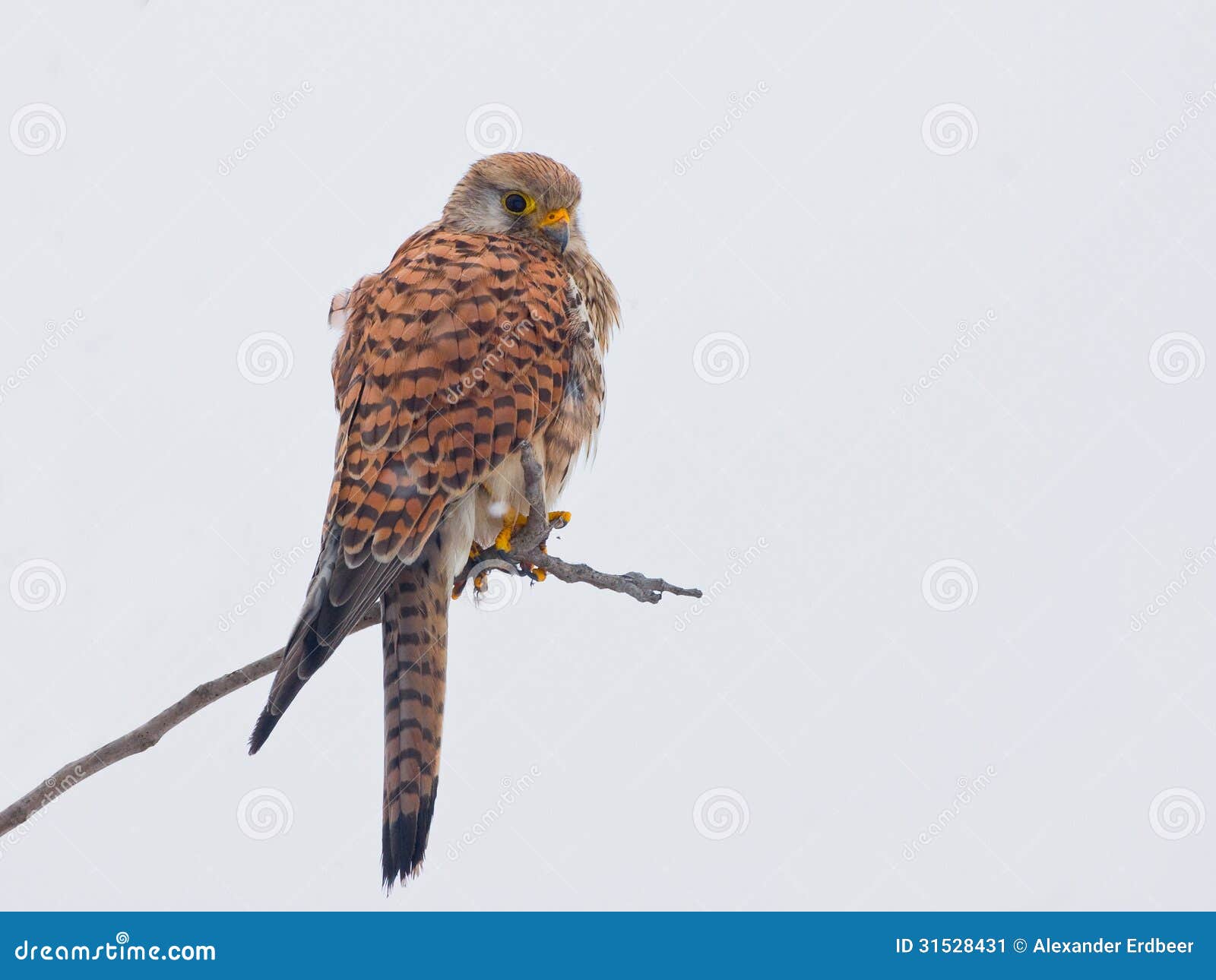 Common kestrel stock image. Image of aves, feather, hunter - 31528431