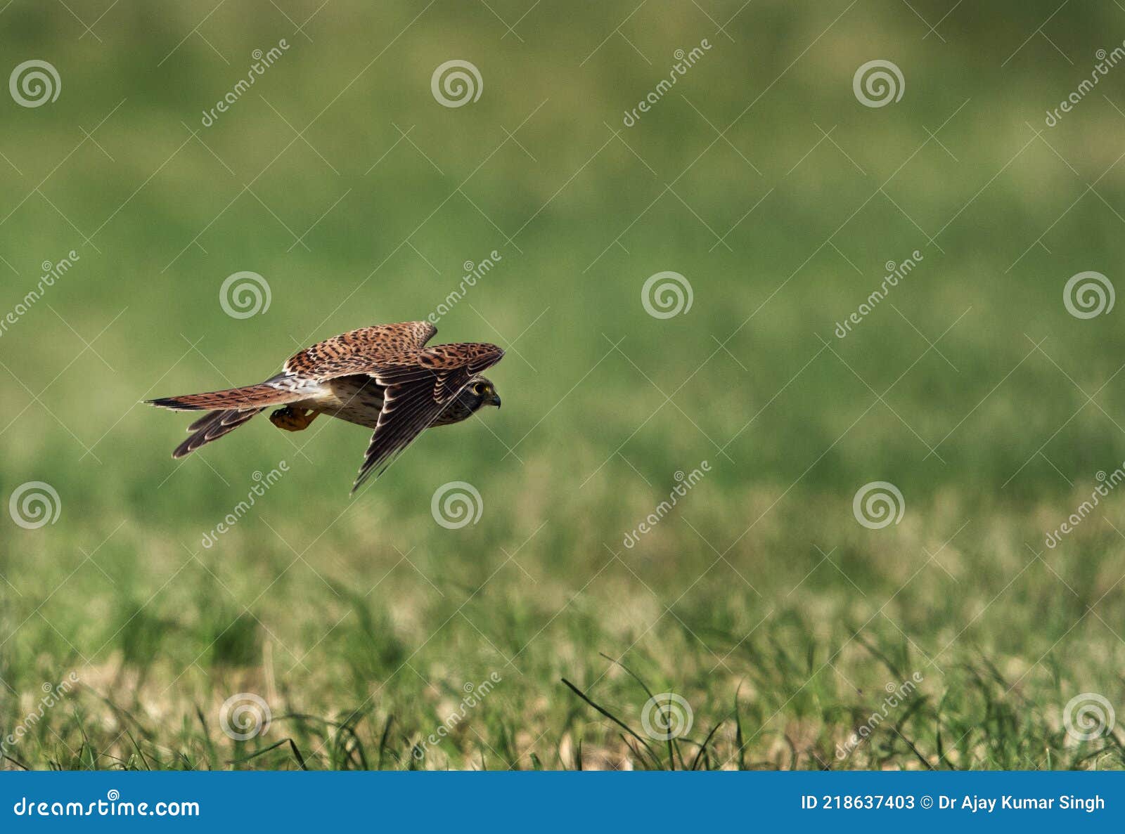 Common Kestrel in flight stock image. Image of chordata - 218637403