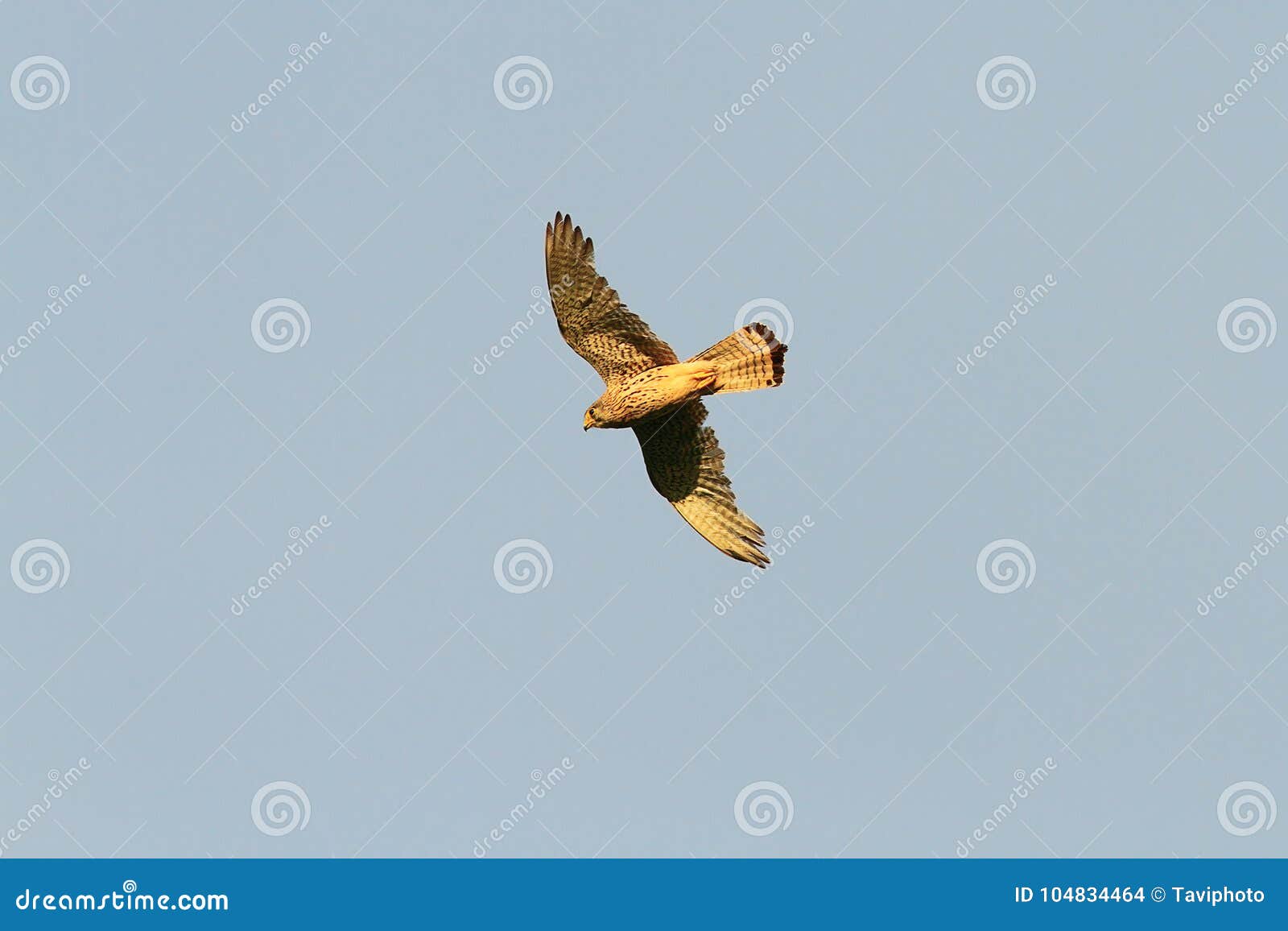 Common kestrel in flight stock photo. Image of falconiformes - 104834464