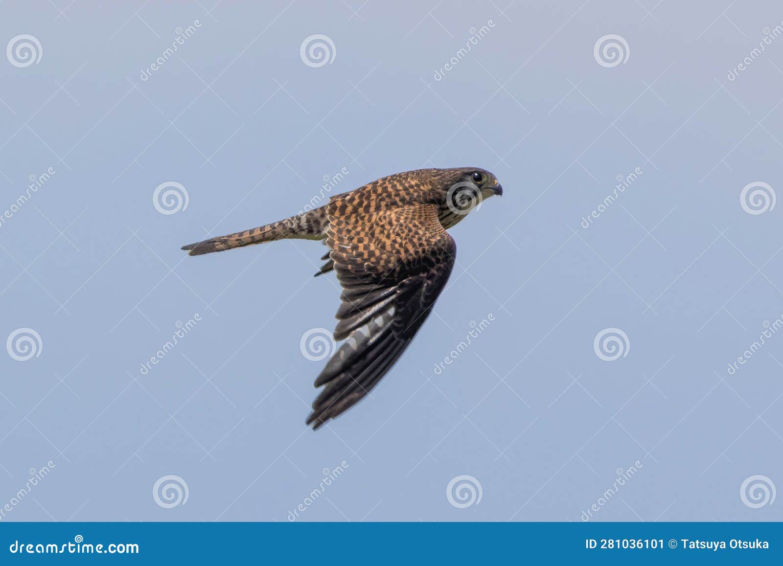 Common Kestrel Flying in Blue Sky Background Stock Image - Image of ...