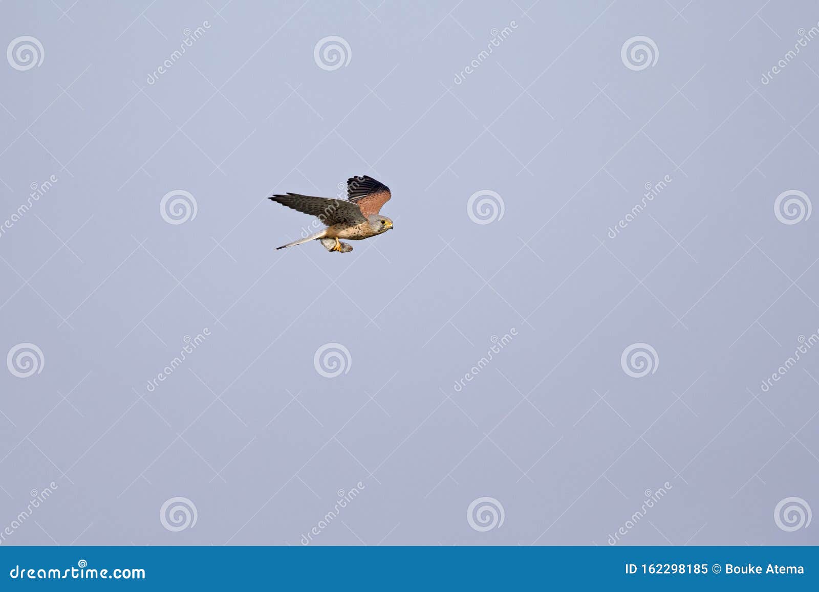 A Common Kestrel Flying with High Speed with a Mouse in Its Claws ...
