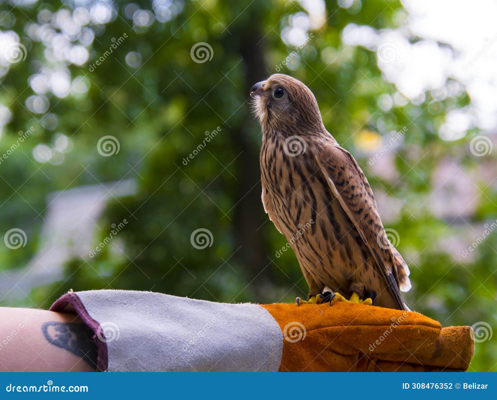 Common kestrel on a hand stock photo. Image of hungary - 308476352