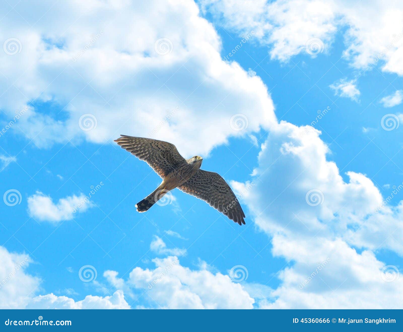 Common Kestrel stock photo. Image of eagle, hawk, falcon - 45360666