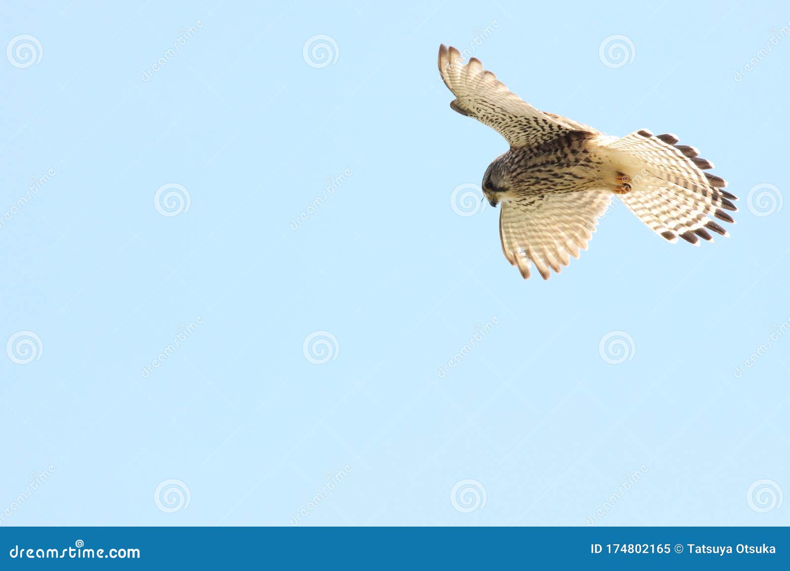 Common kestrel in hovering stock image. Image of kestrel - 174802165