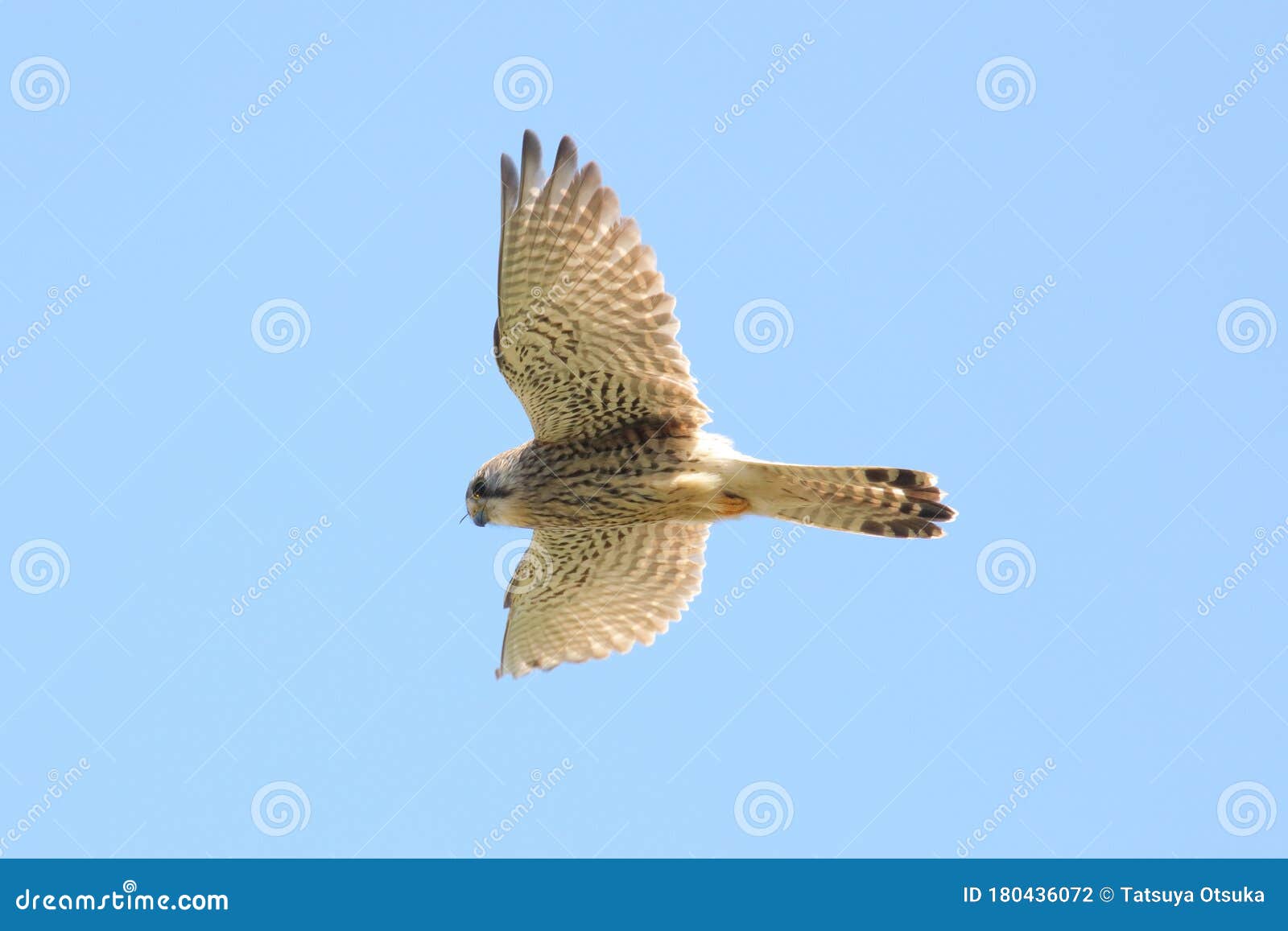Common kestrel in hovering stock photo. Image of flying - 180436072