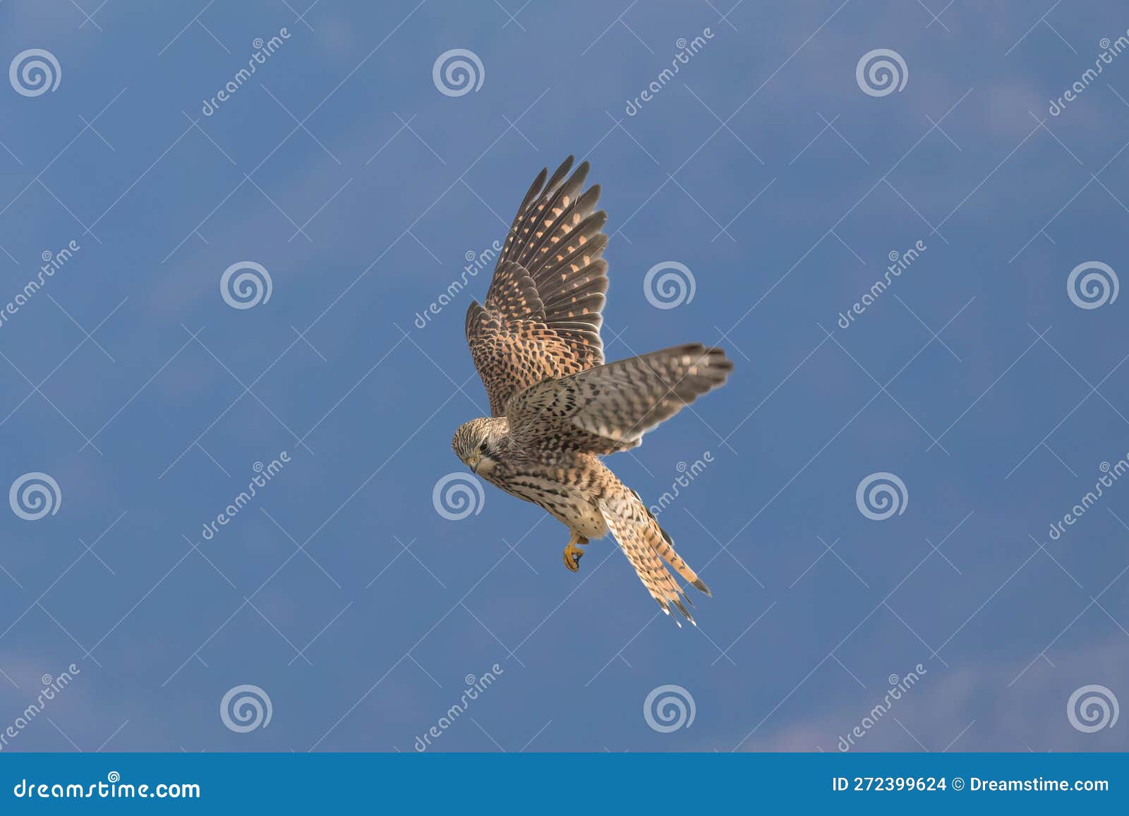 Common Kestrel in Hovering To Hunt Its Prey Stock Photo - Image of ...