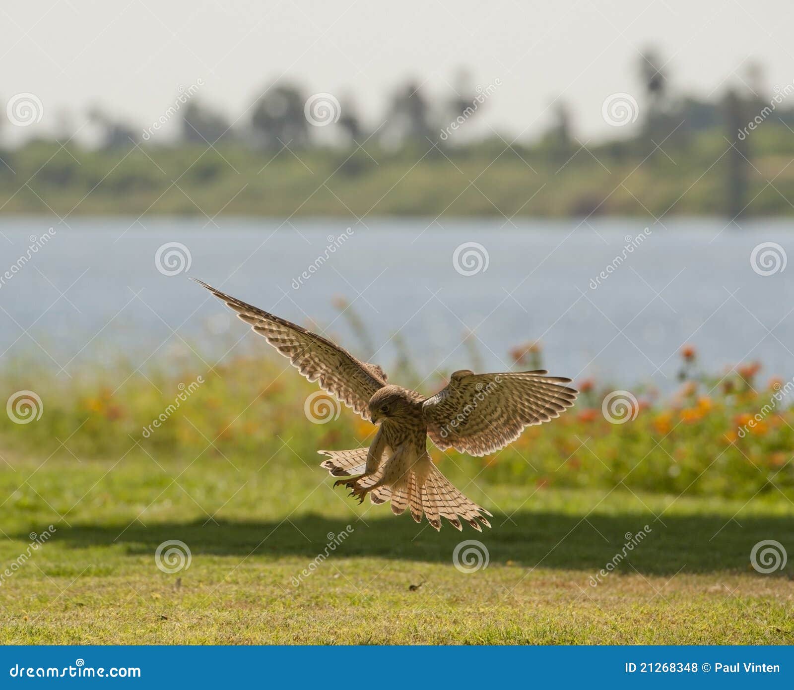 Common kestrel hunting stock photo. Image of hunting - 21268348