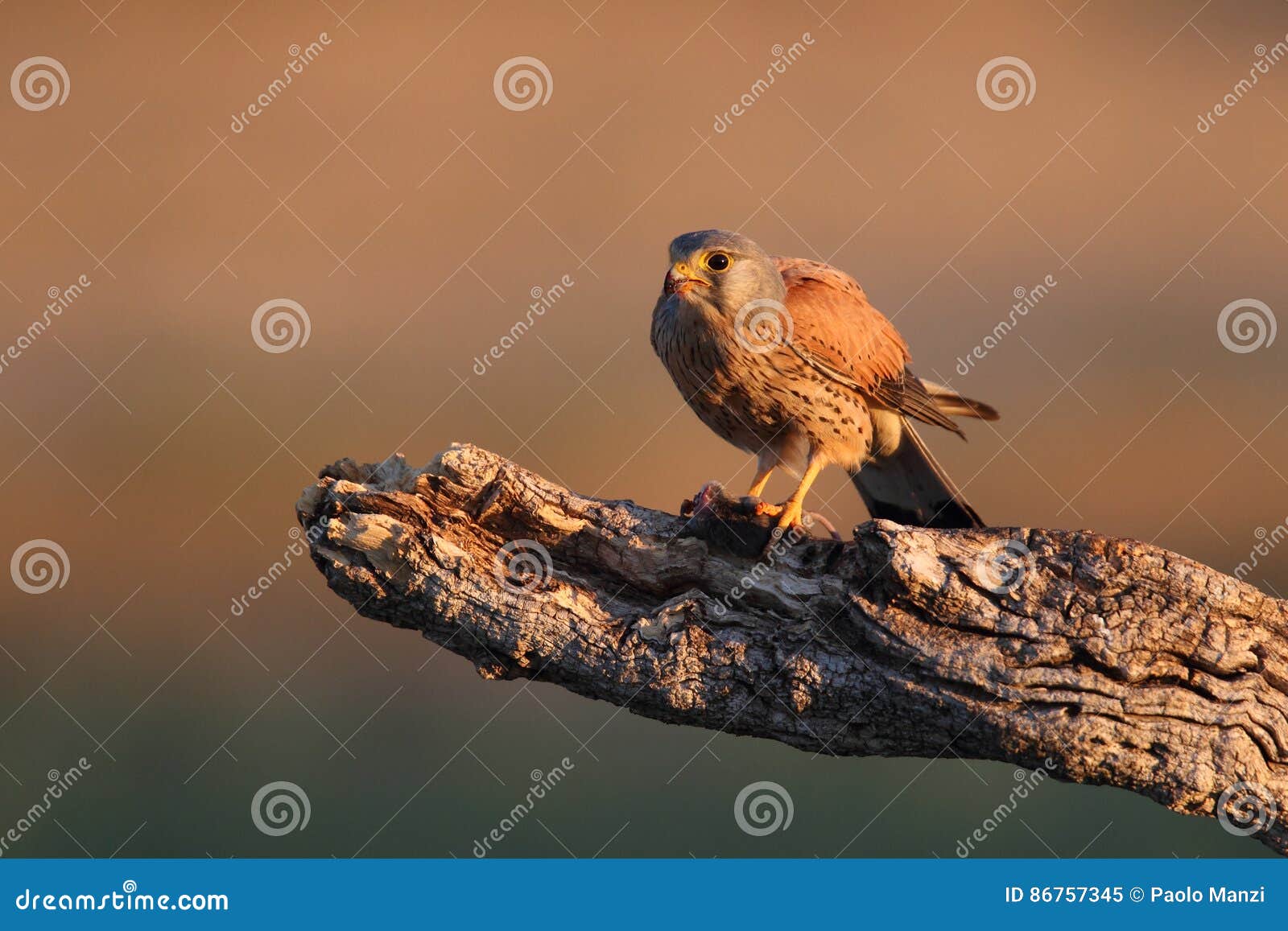 Common Kestrel stock image. Image of mouse, hunting, birds - 86757345