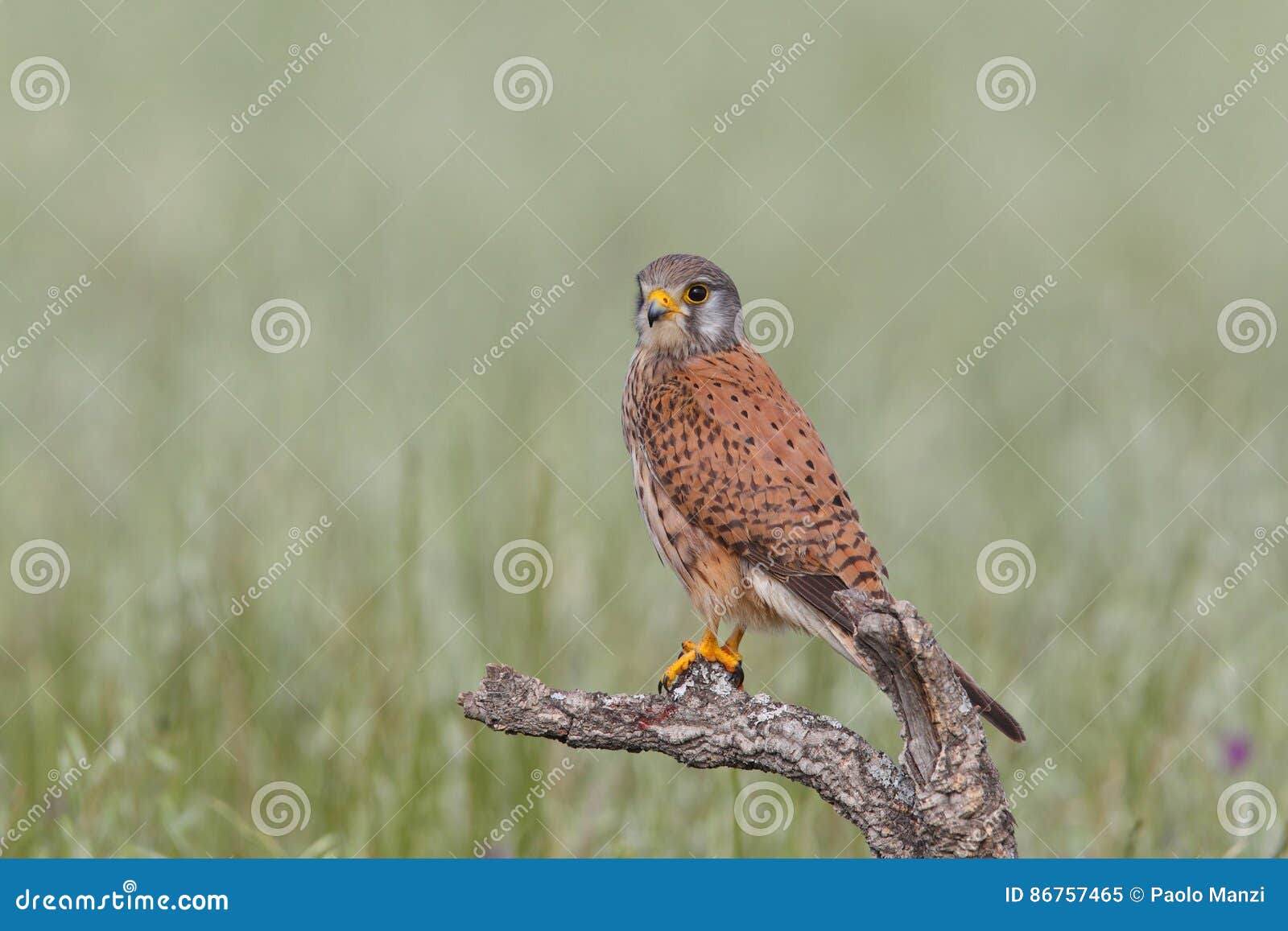 Common Kestrel stock image. Image of falconry, kestrel - 86757465