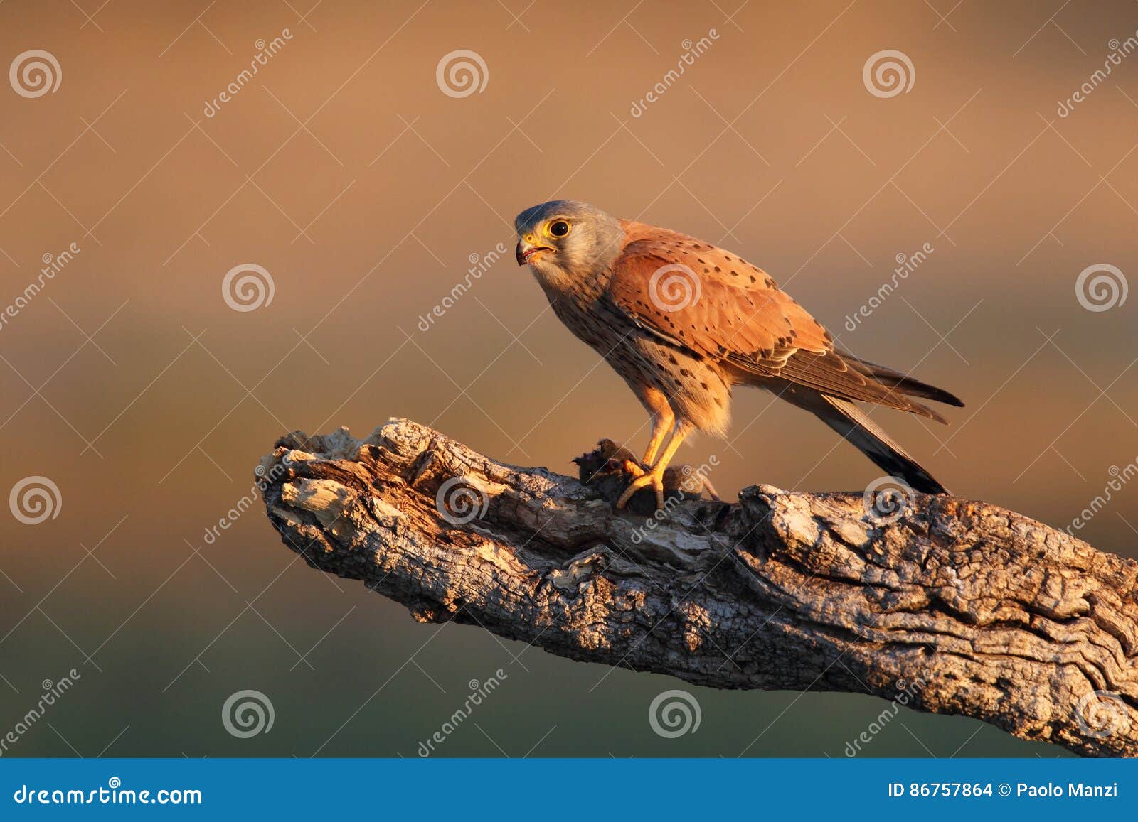 Common Kestrel stock photo. Image of kestrel, mating - 86757864