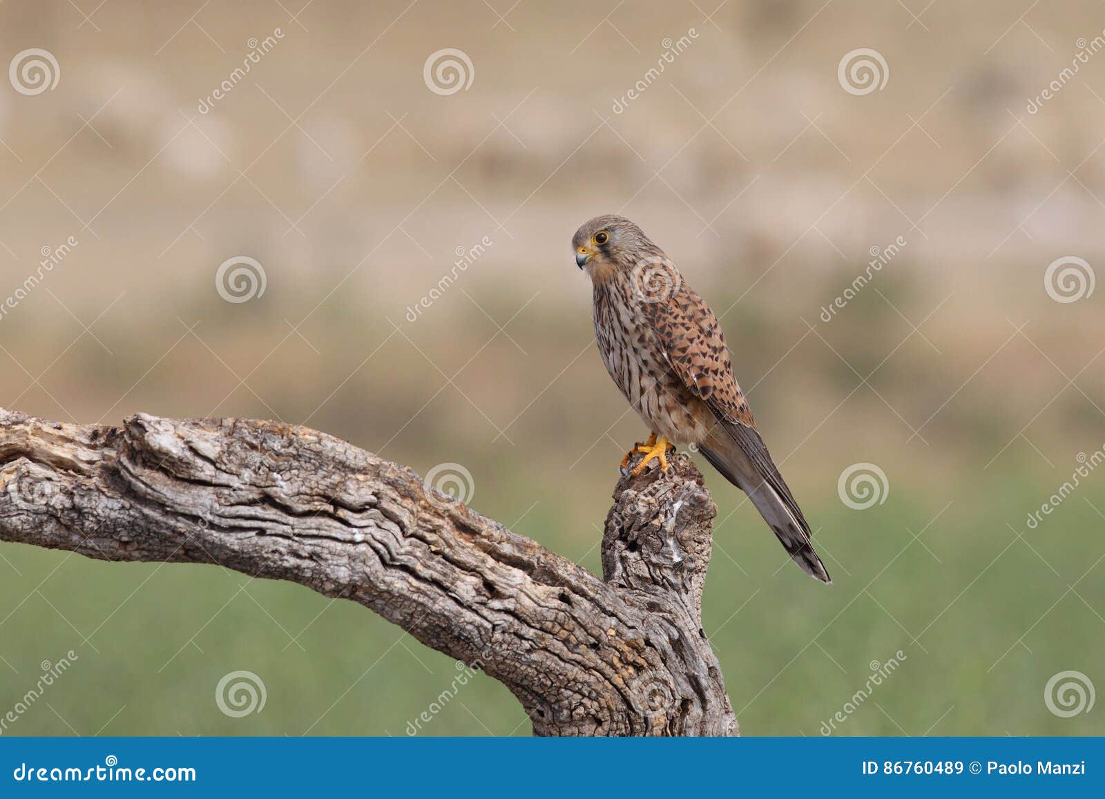 Common Kestrel stock image. Image of peak, park, kestrel - 86760489