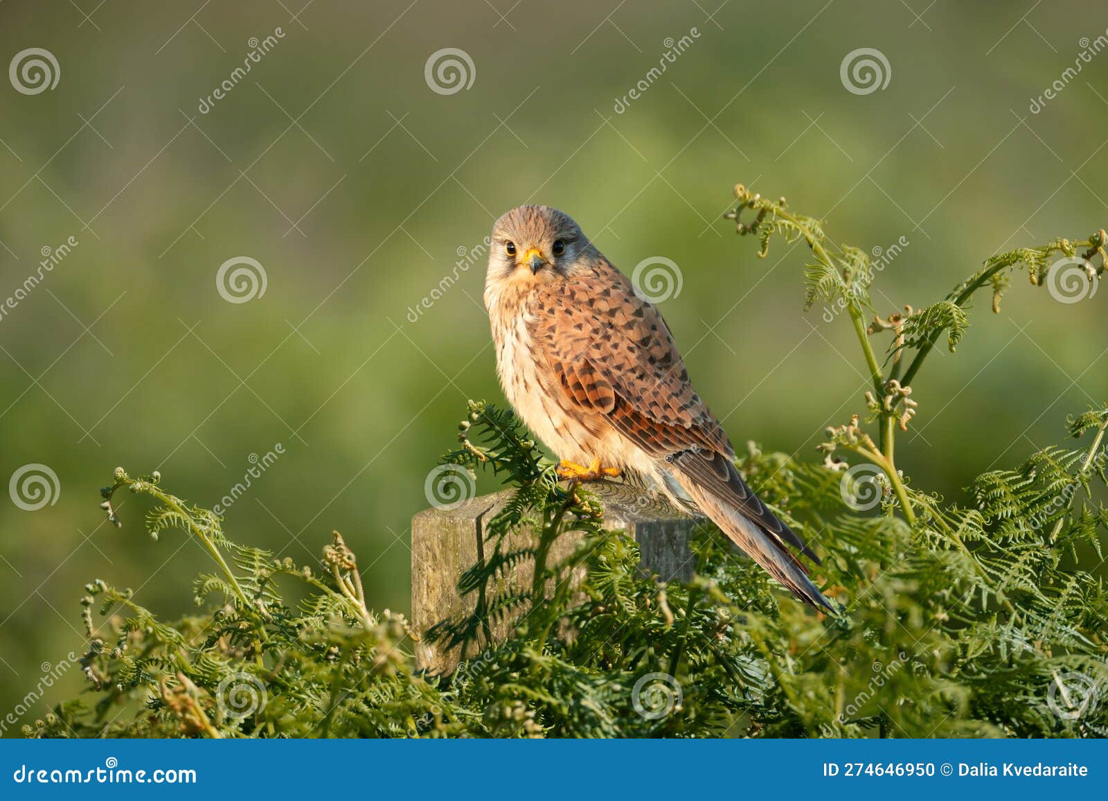 Common Kestrel Perched on a Post in Summer Stock Photo - Image of closeup, clear: 274646950