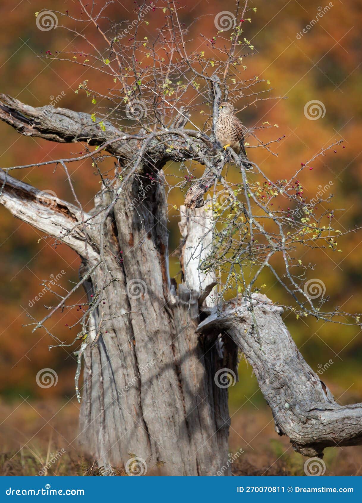 Common Kestrel Perched in a Tree in Autumn Stock Image - Image of ...