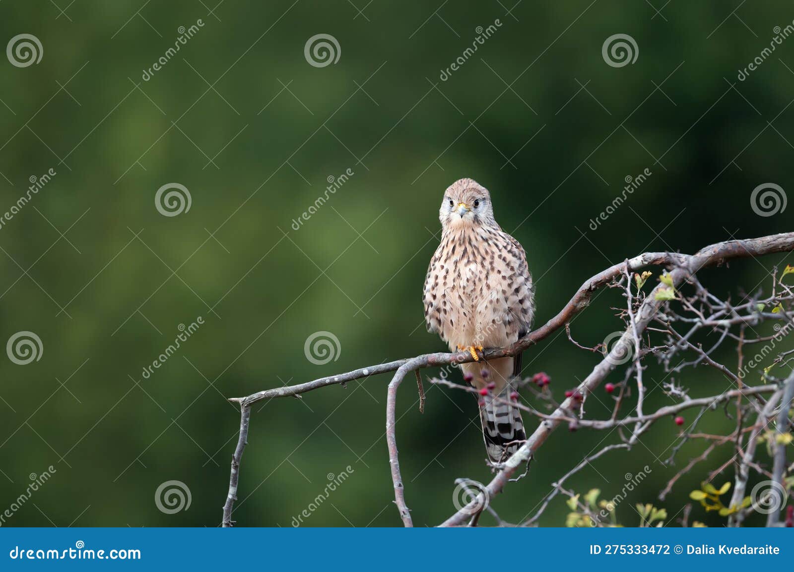 Common Kestrel Perched on a Tree Branch Stock Photo - Image of branch ...