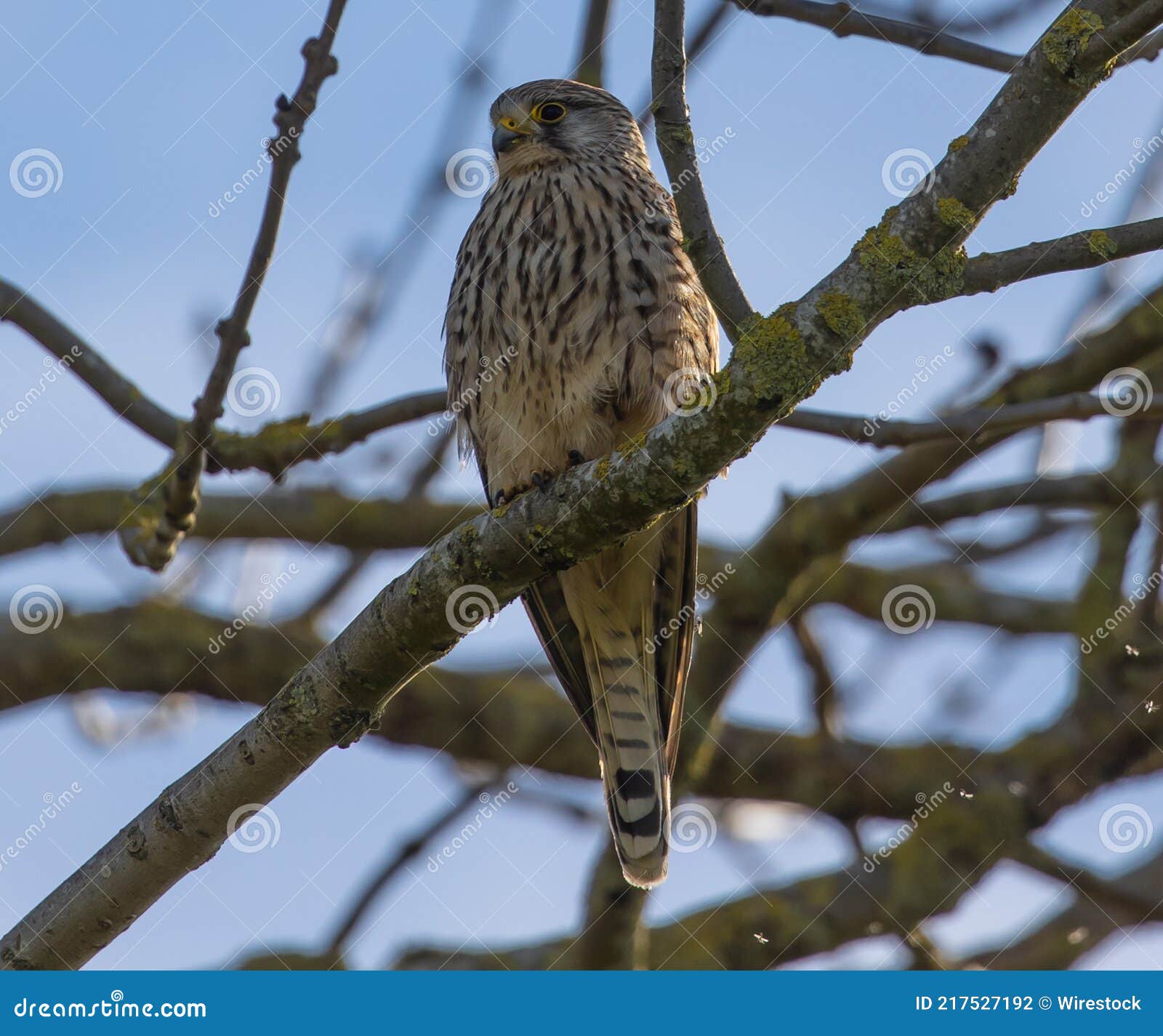 Common Kestrel Perched on Tree Branch Stock Photo - Image of feeding ...