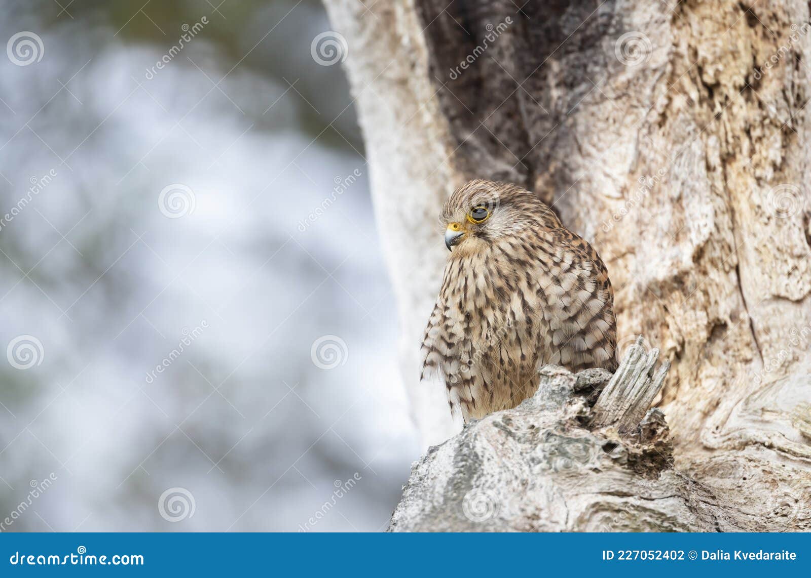 Common Kestrel Perched in a Tree Stock Photo - Image of closeup ...